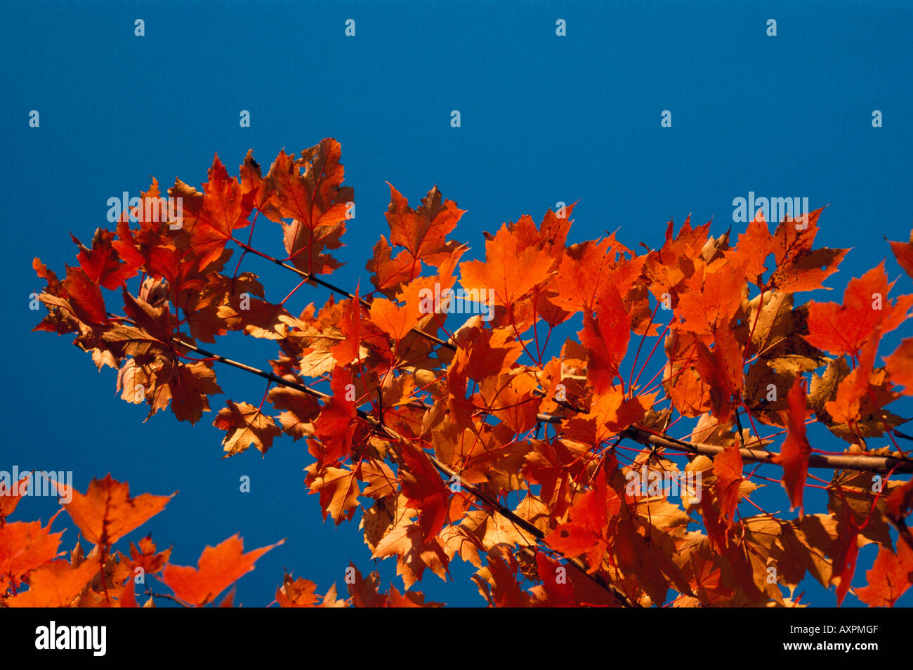Autumn color maple tree Stock Photo - Alamy