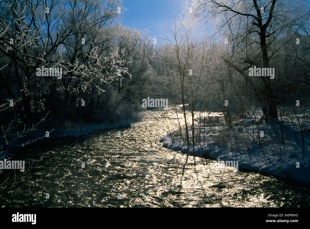 Frosted trees along stream Stock Photo - Alamy