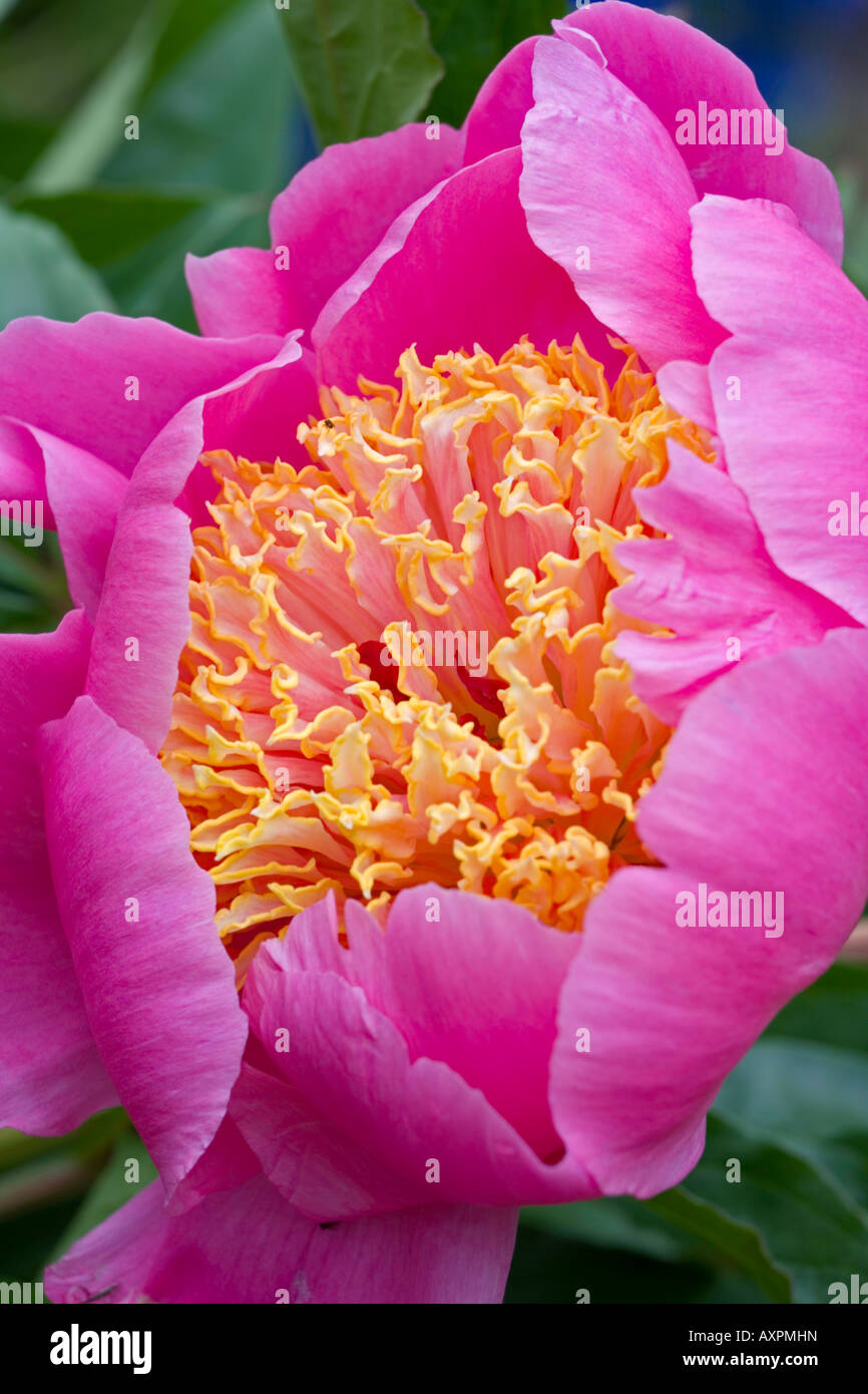 Paeonia spp hi-res stock photography and images - Alamy