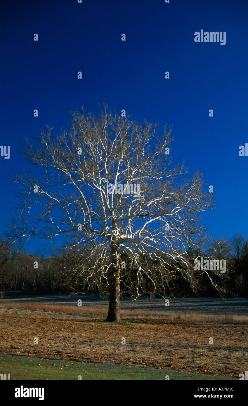 Sycamore trees night hi-res stock photography and images - Alamy