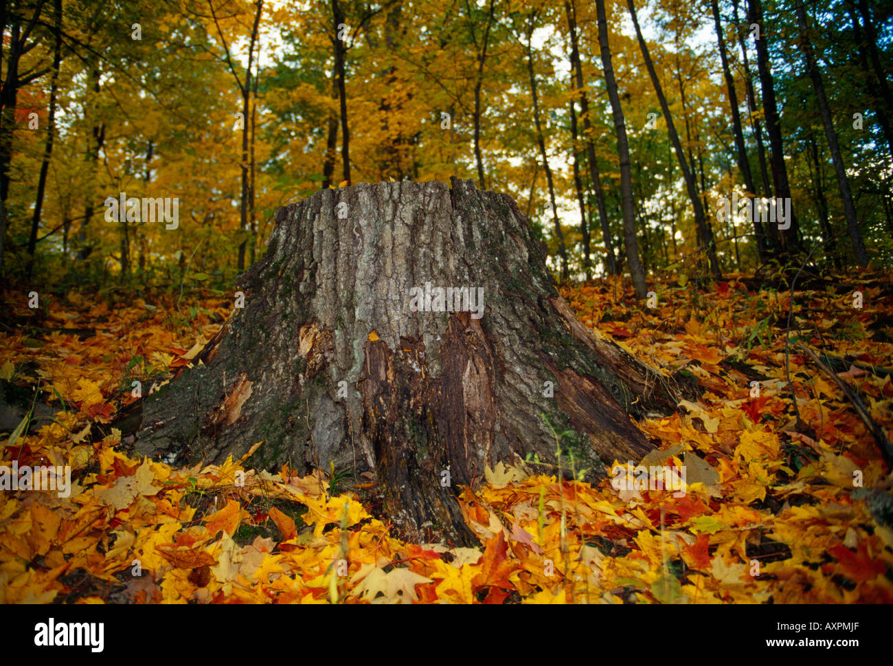 Large tree stump in autumn Stock Photo - Alamy