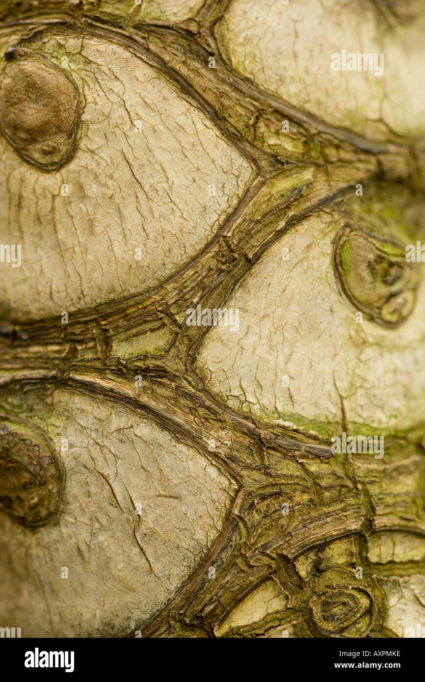 Phelloderm hi-res stock photography and images - Alamy