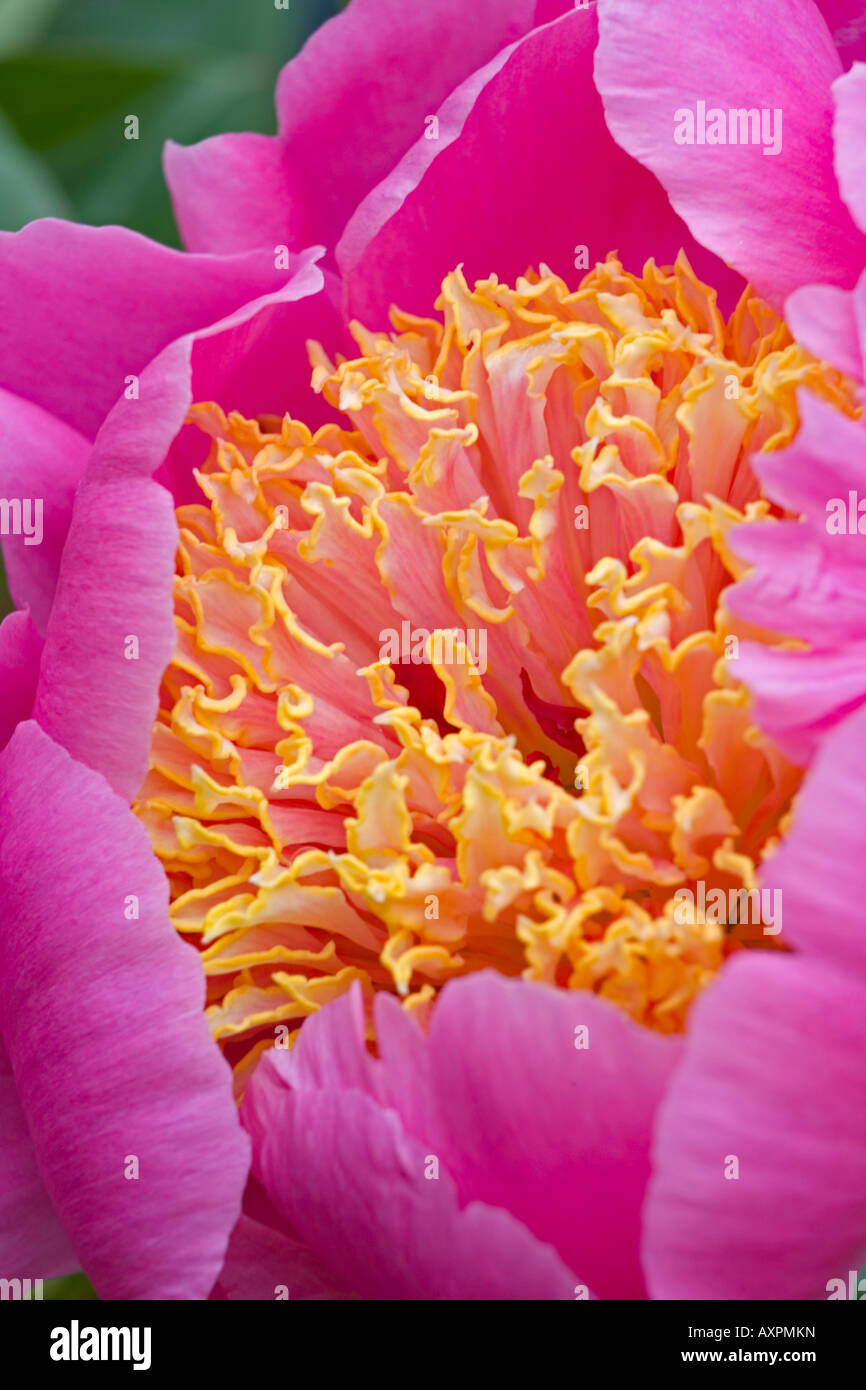 Vashon Island WA Pink peony Paeonia spp with yellow center Stock Photo ...