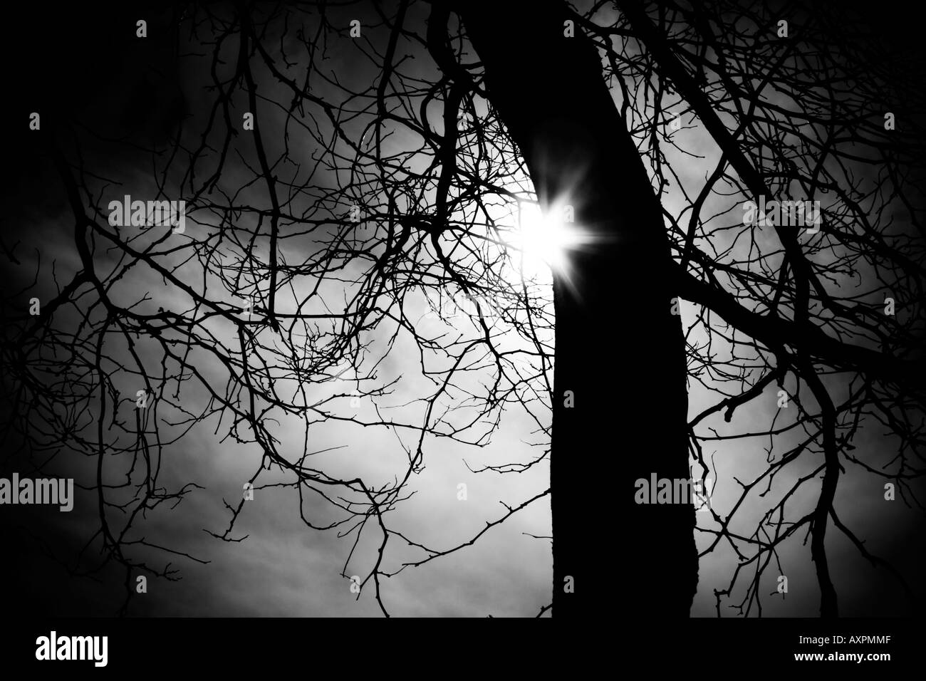 Burst trees Black and White Stock Photos & Images - Alamy