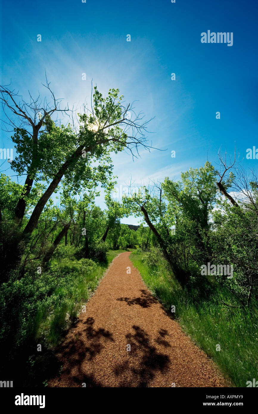 Pathway and trees Stock Photo - Alamy