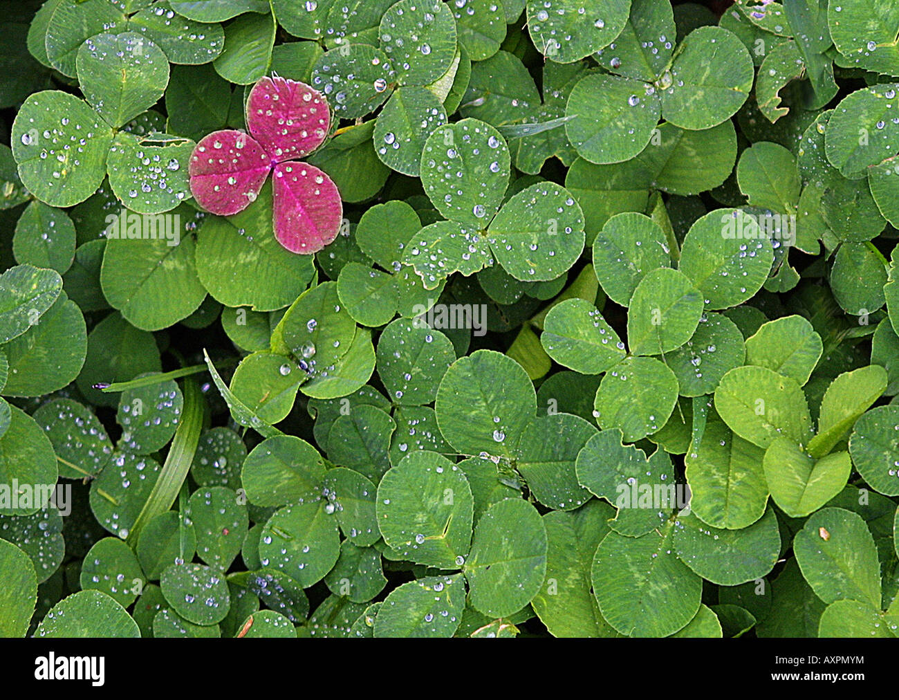 Red Clover Leaf