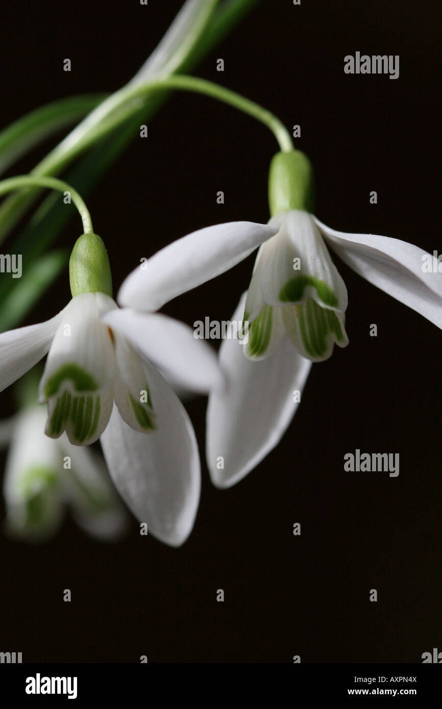 Pair of snowdrop flower viewed from below Stock Photo - Alamy