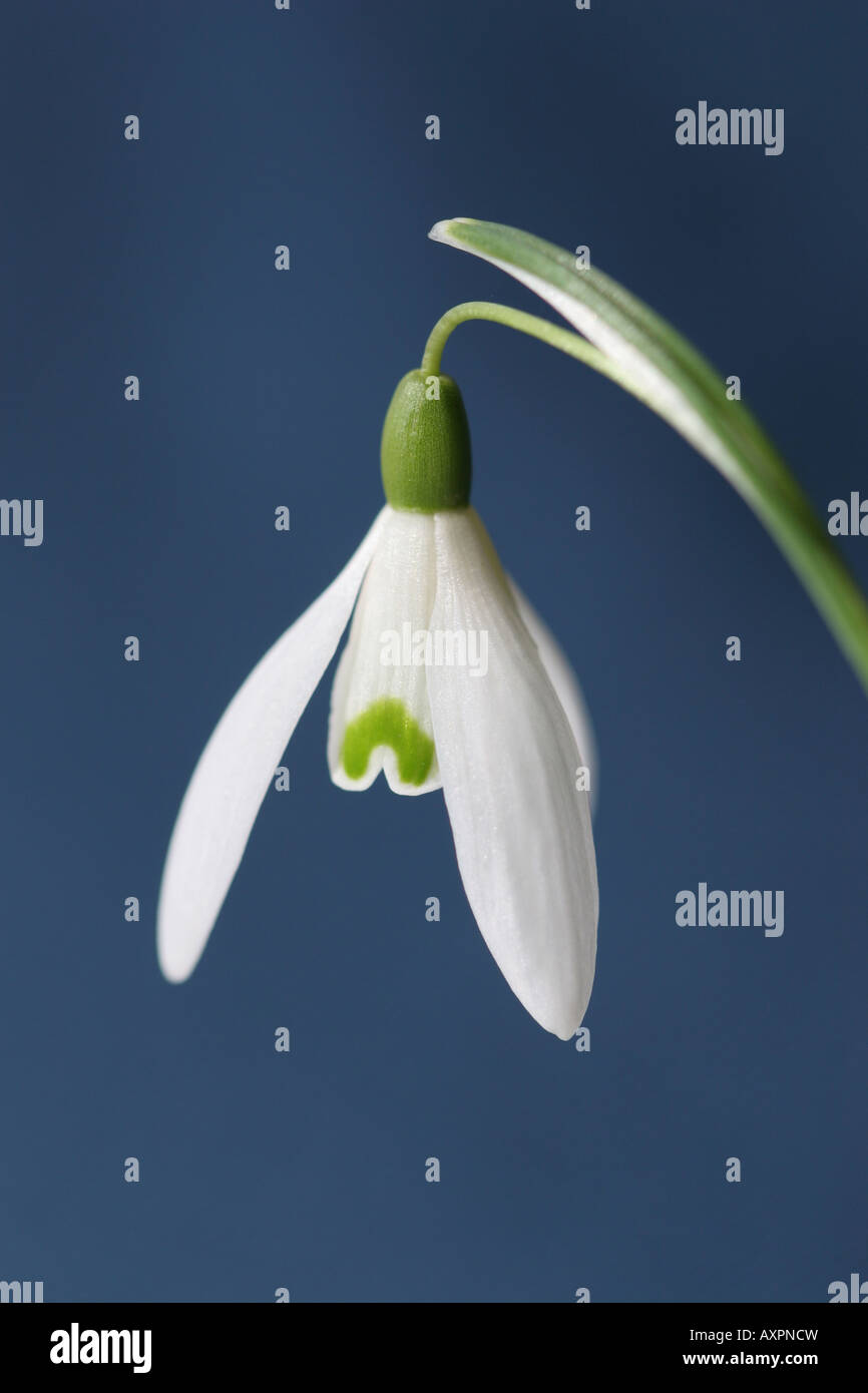 Single snowdrop set against blue studio background Stock Photo - Alamy
