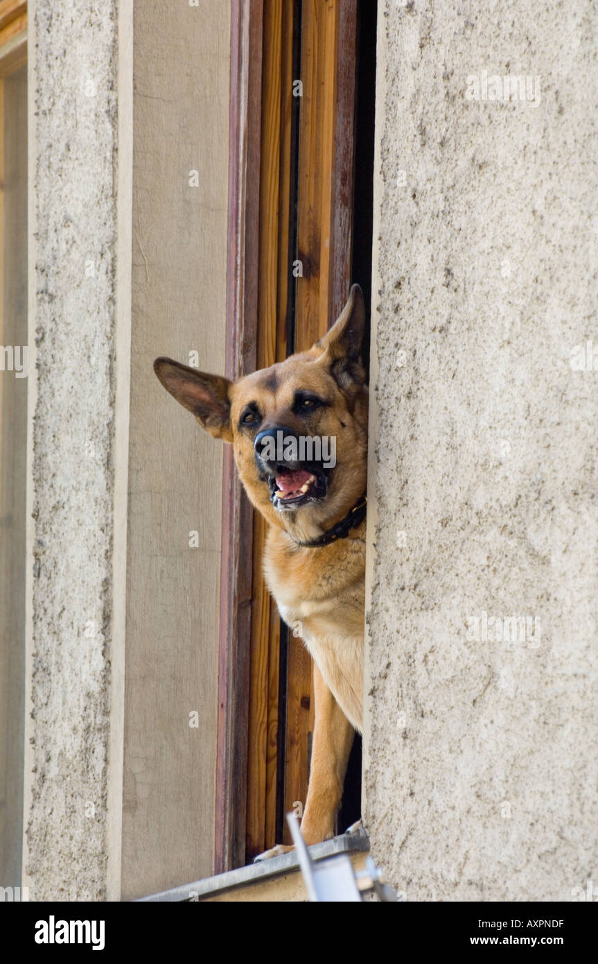 German shepherd dog barking hi-res stock photography and images - Alamy