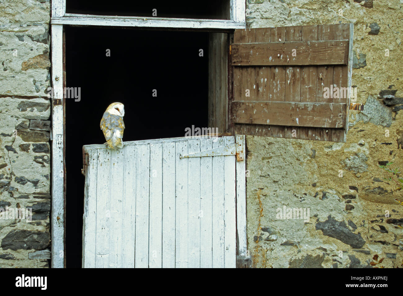 Barn owl looking over shoulder hi-res stock photography and images - Alamy