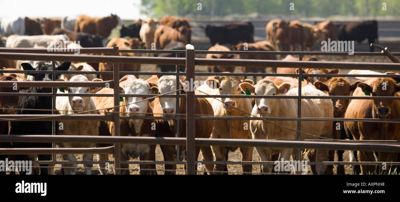 Confined beef hi-res stock photography and images - Alamy