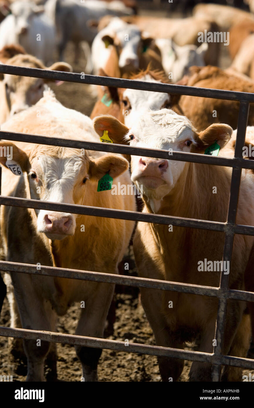 Cattle in corrals hi-res stock photography and images - Alamy