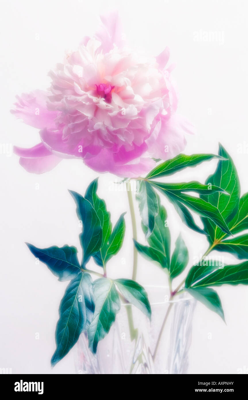 Leaves peony paeonia lactiflora hi-res stock photography and images - Alamy