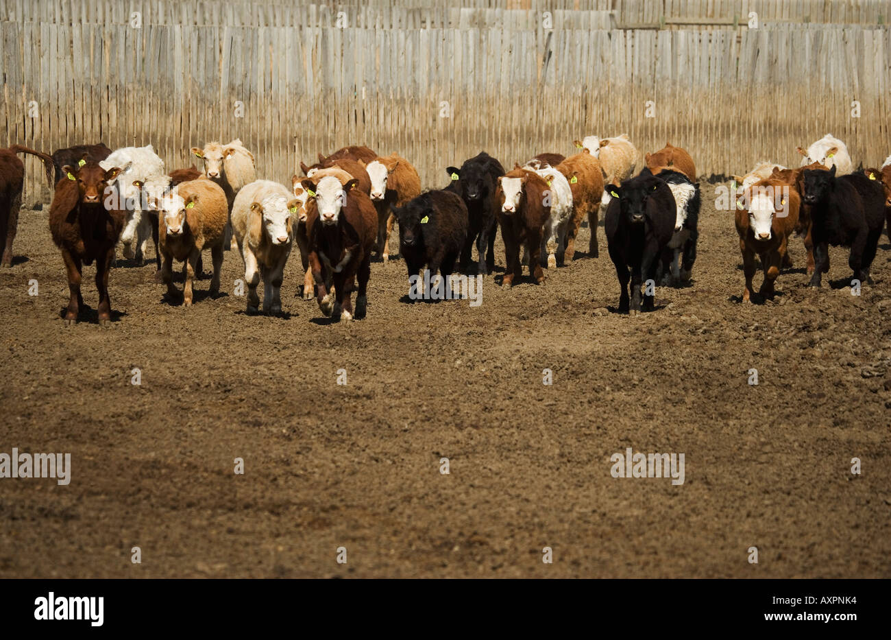 Herd of cattle Stock Photo - Alamy