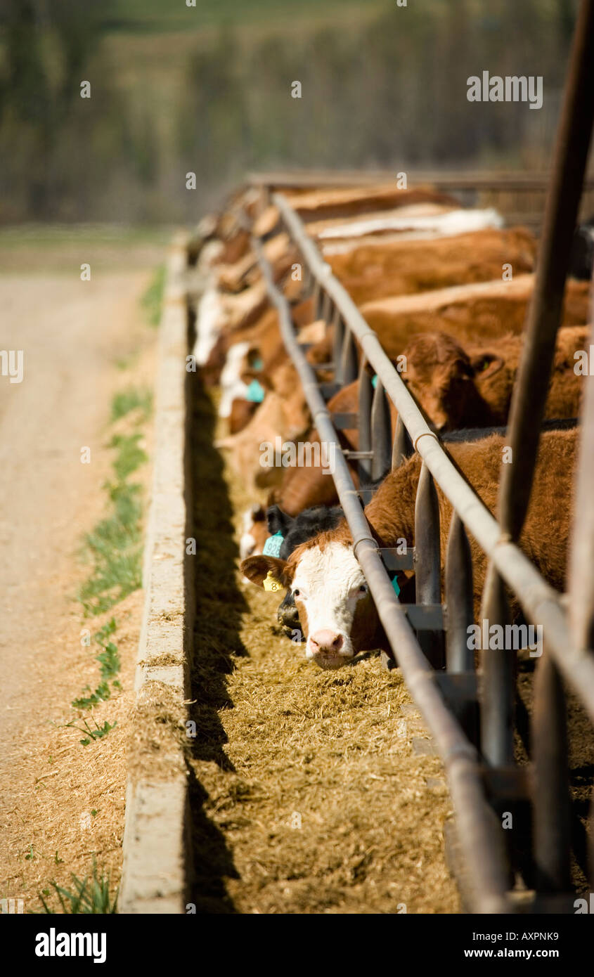 Cattle at feeding trough Stock Photo - Alamy