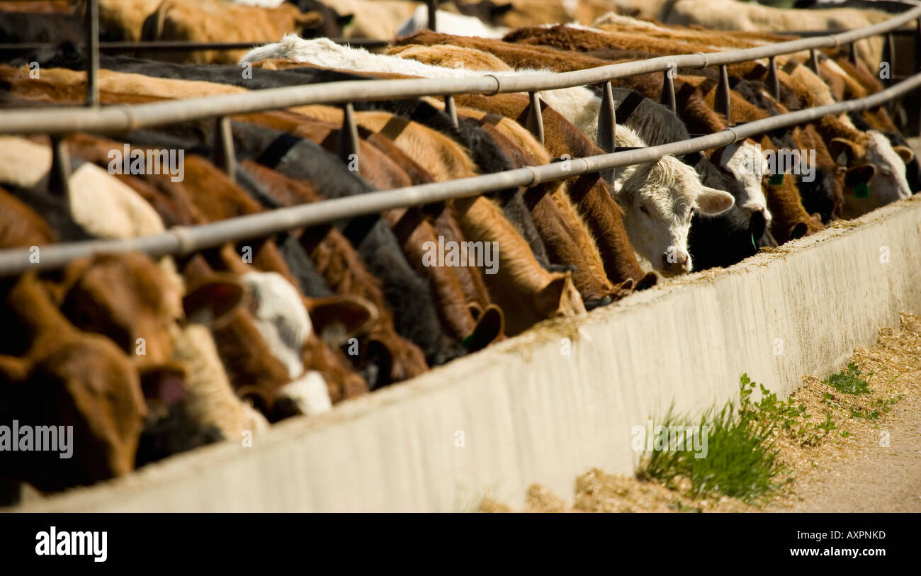 Cow troughs hi-res stock photography and images - Alamy