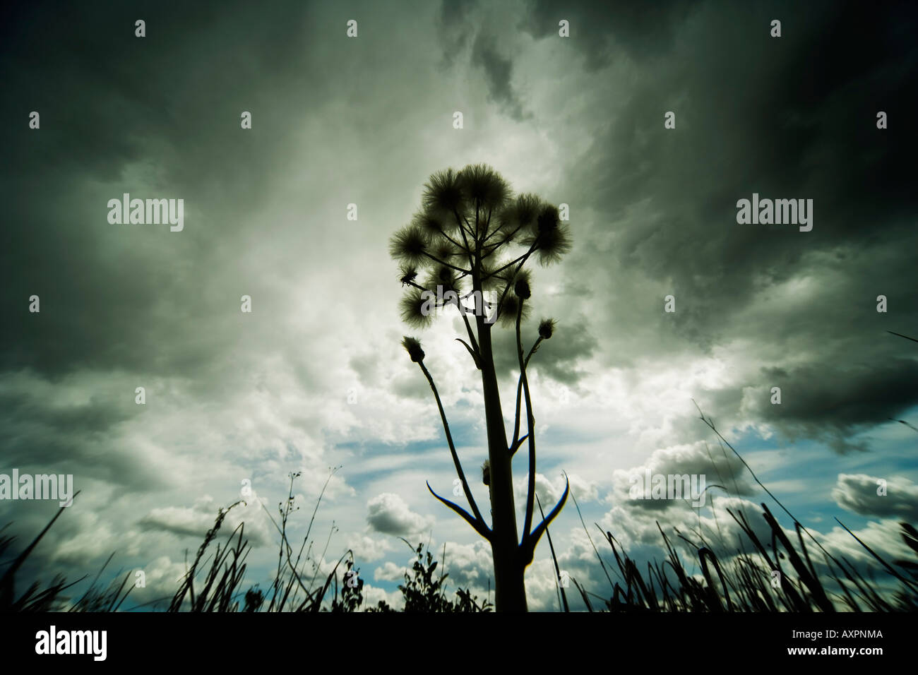 low angle nature Stock Photo - Alamy