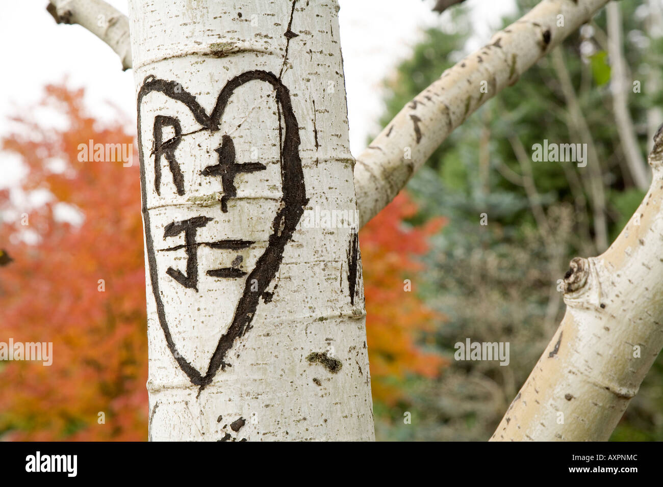 Initials Carved On Tree High Resolution Stock Photography and Images ...