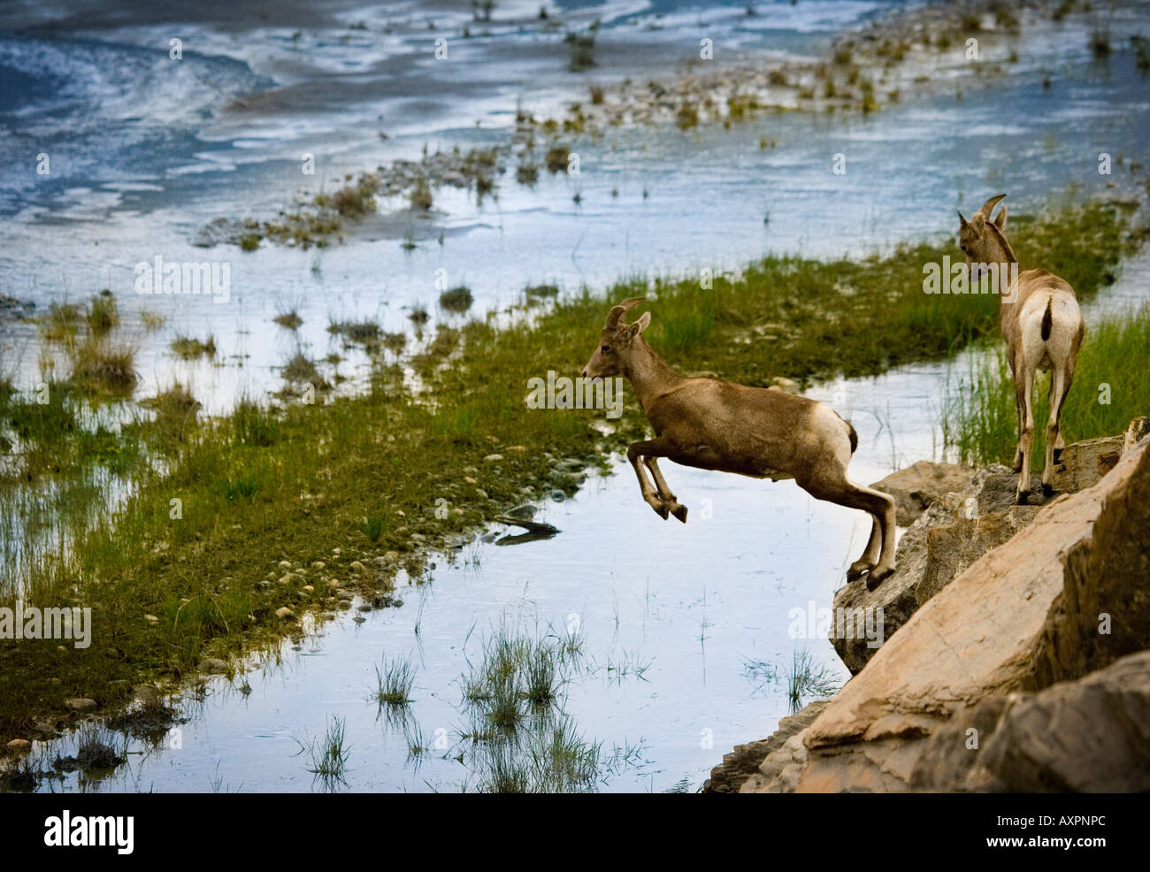 Mountain goat leaping of rocks edge Stock Photo - Alamy