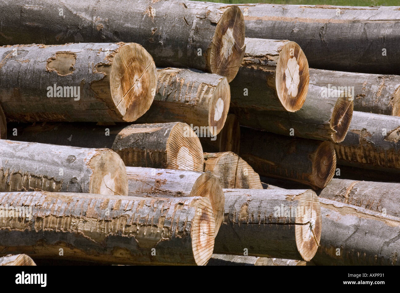 pile of chopped logs Stock Photo - Alamy