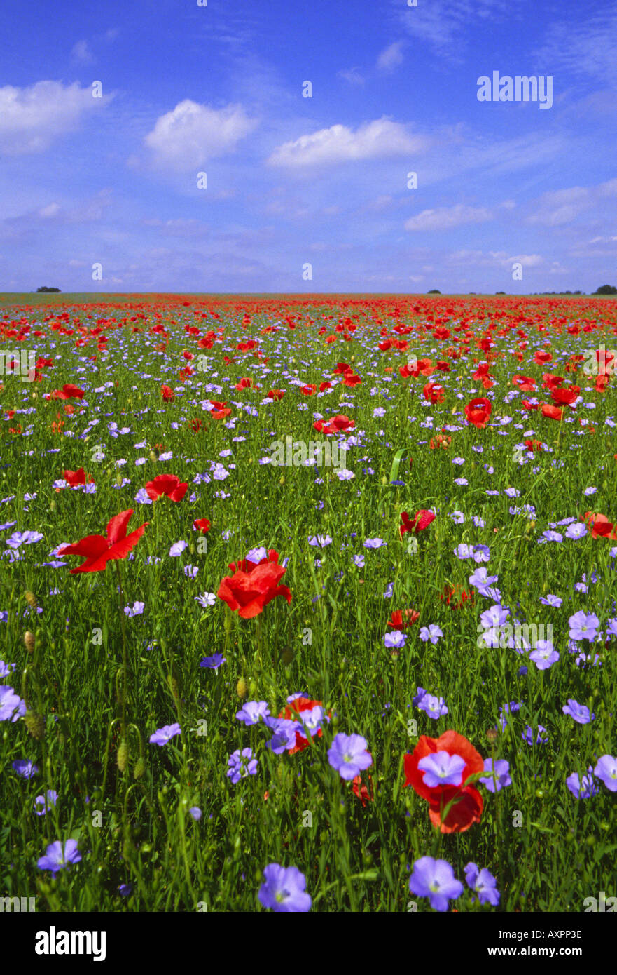 Poppies uk hi-res stock photography and images - Alamy