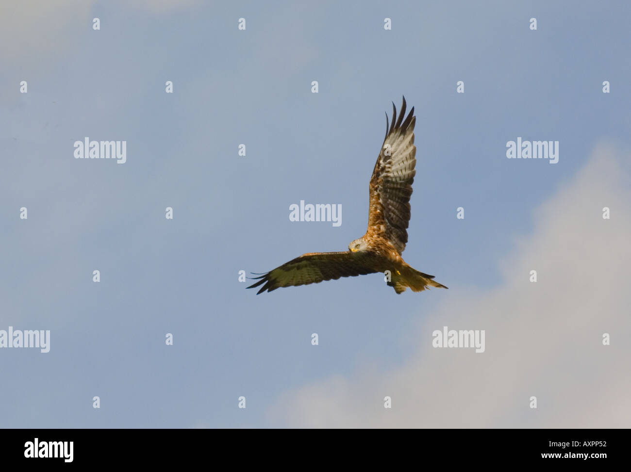 red kite bird of prey Stock Photo - Alamy