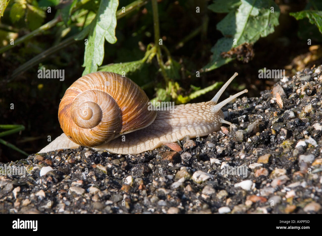 full sail antenna feeler mollusc nature animal Stock Photo - Alamy