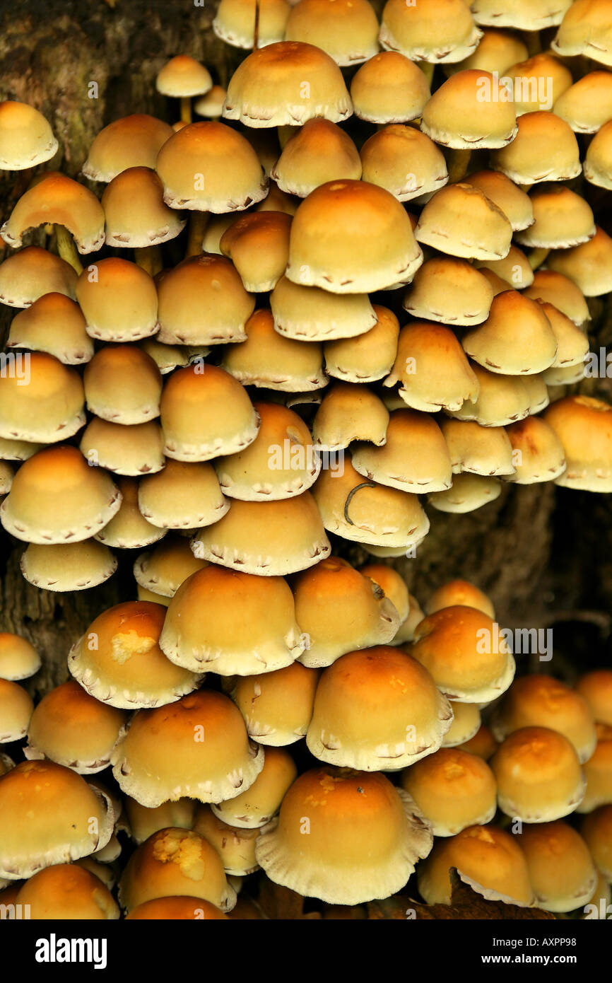 Toadstools High Resolution Stock Photography and Images - Alamy