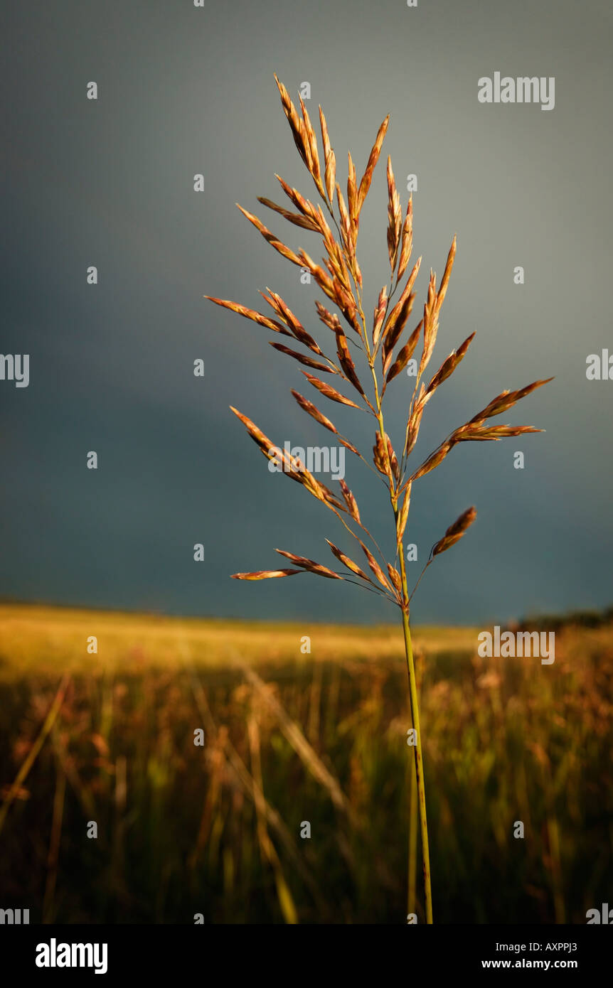 Wheat shaft hi-res stock photography and images - Alamy