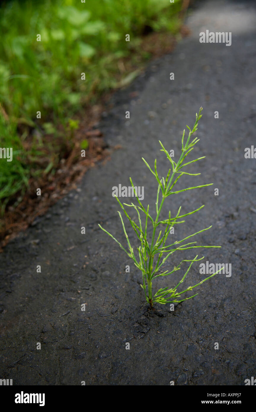 Growth against all odds hi-res stock photography and images - Alamy