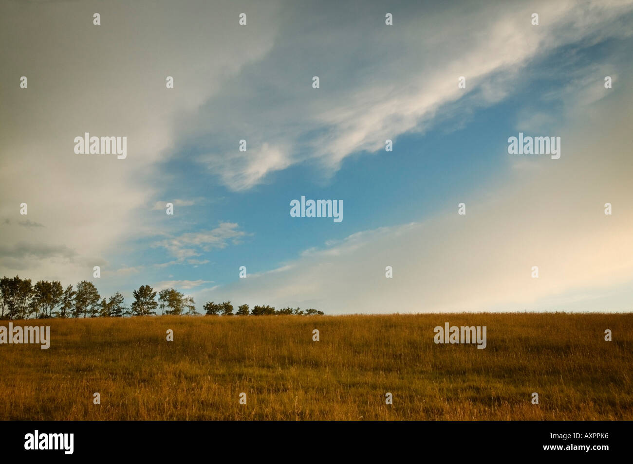 Dry field of grass Stock Photo - Alamy