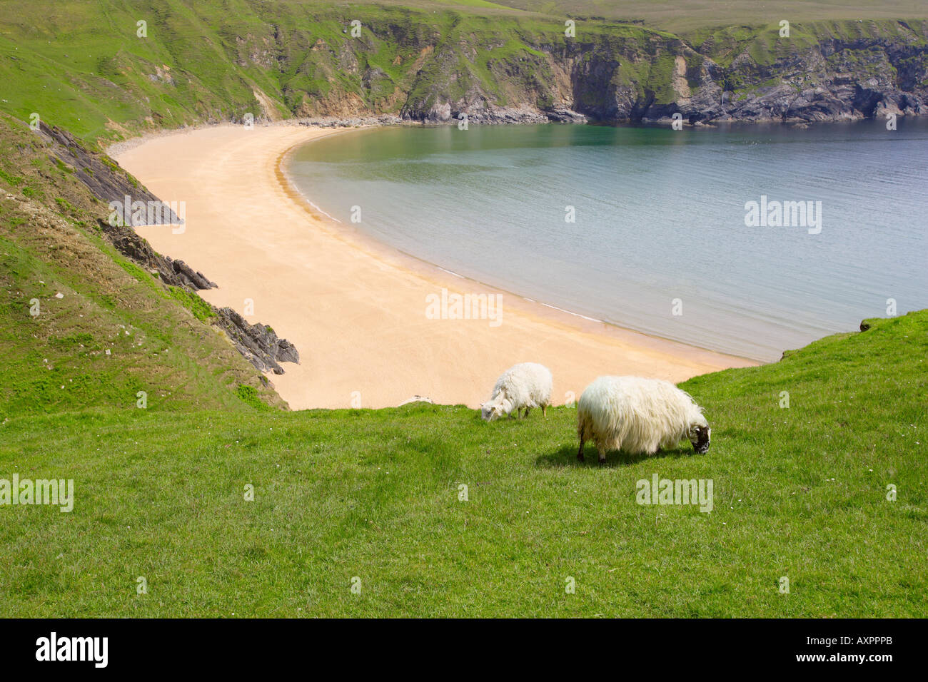County Donegal Ireland Sheep Near High Resolution Stock Photography and ...
