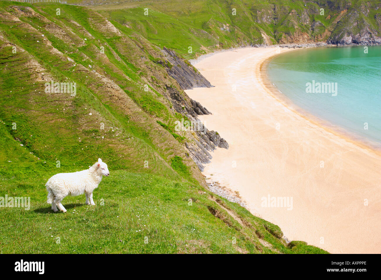 County donegal ireland sheep near hi-res stock photography and images ...