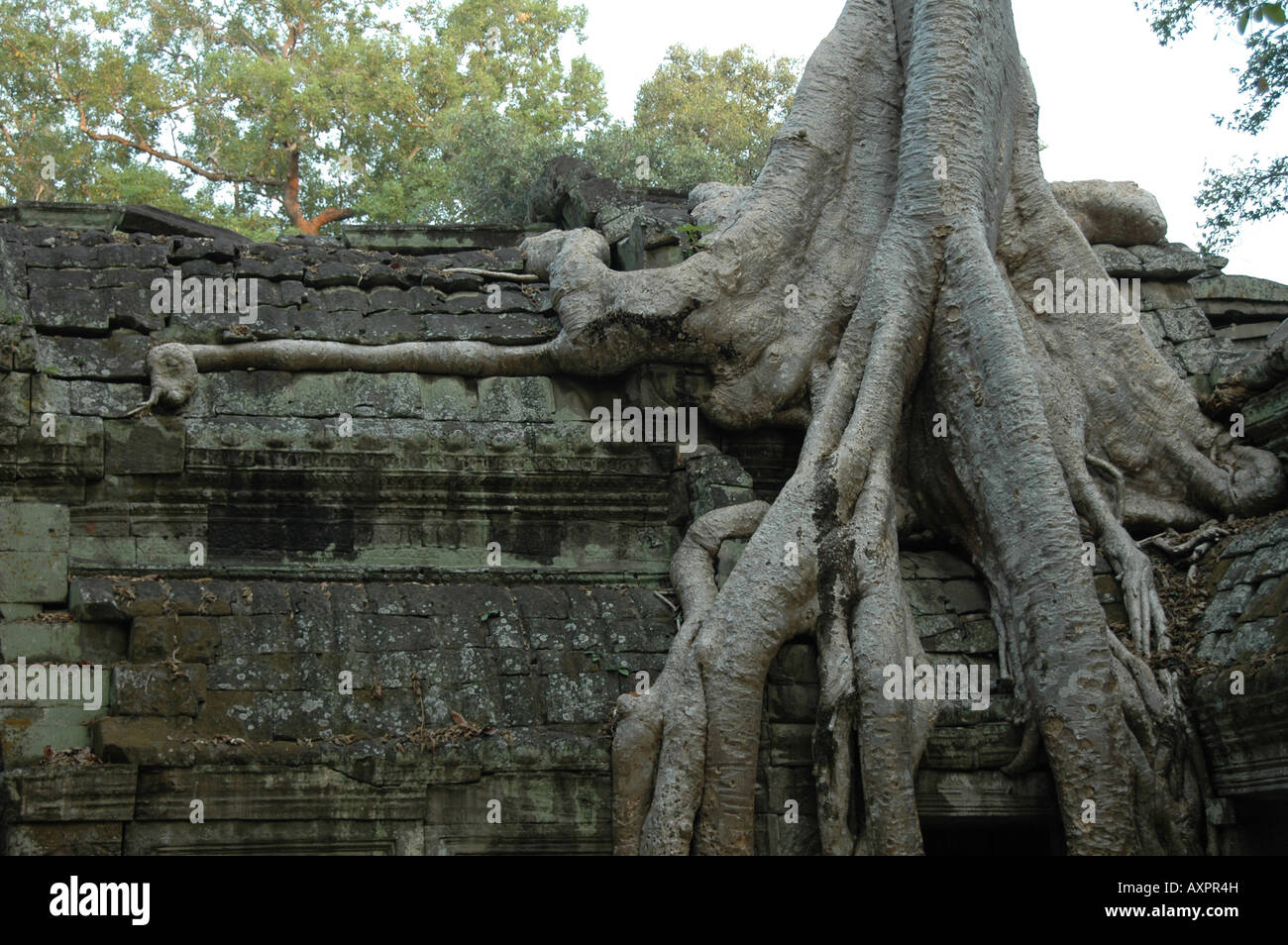 Roots of a cotton-silk tree growing into a wall at the Ta Prohn temple ...