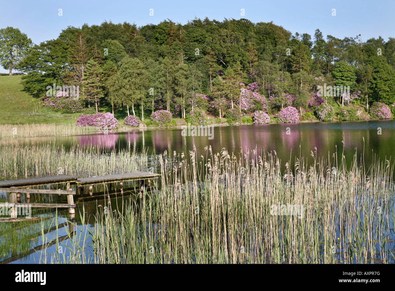 Reflections of trees and pasture in Bigland Tarn in The English Lake ...