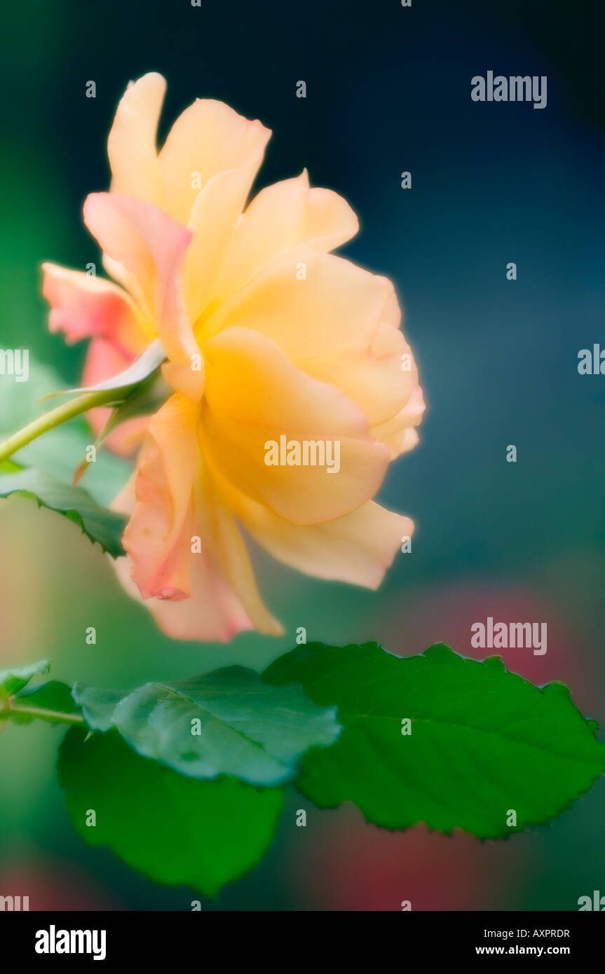 Rose Flower 'Polka' Stock Photo - Alamy