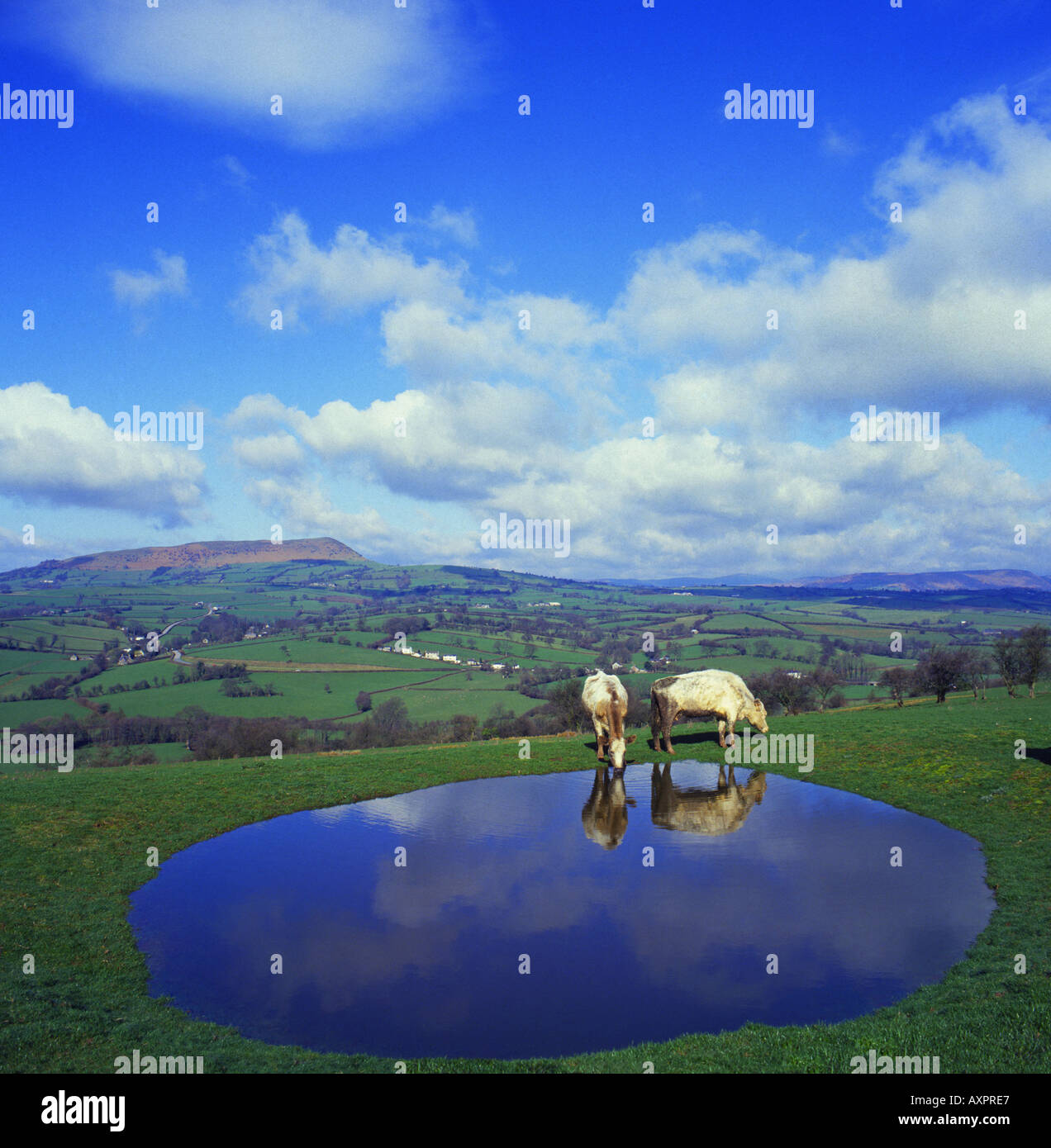 europe uk wales gwent landscape with pond and cattle Stock Photo - Alamy