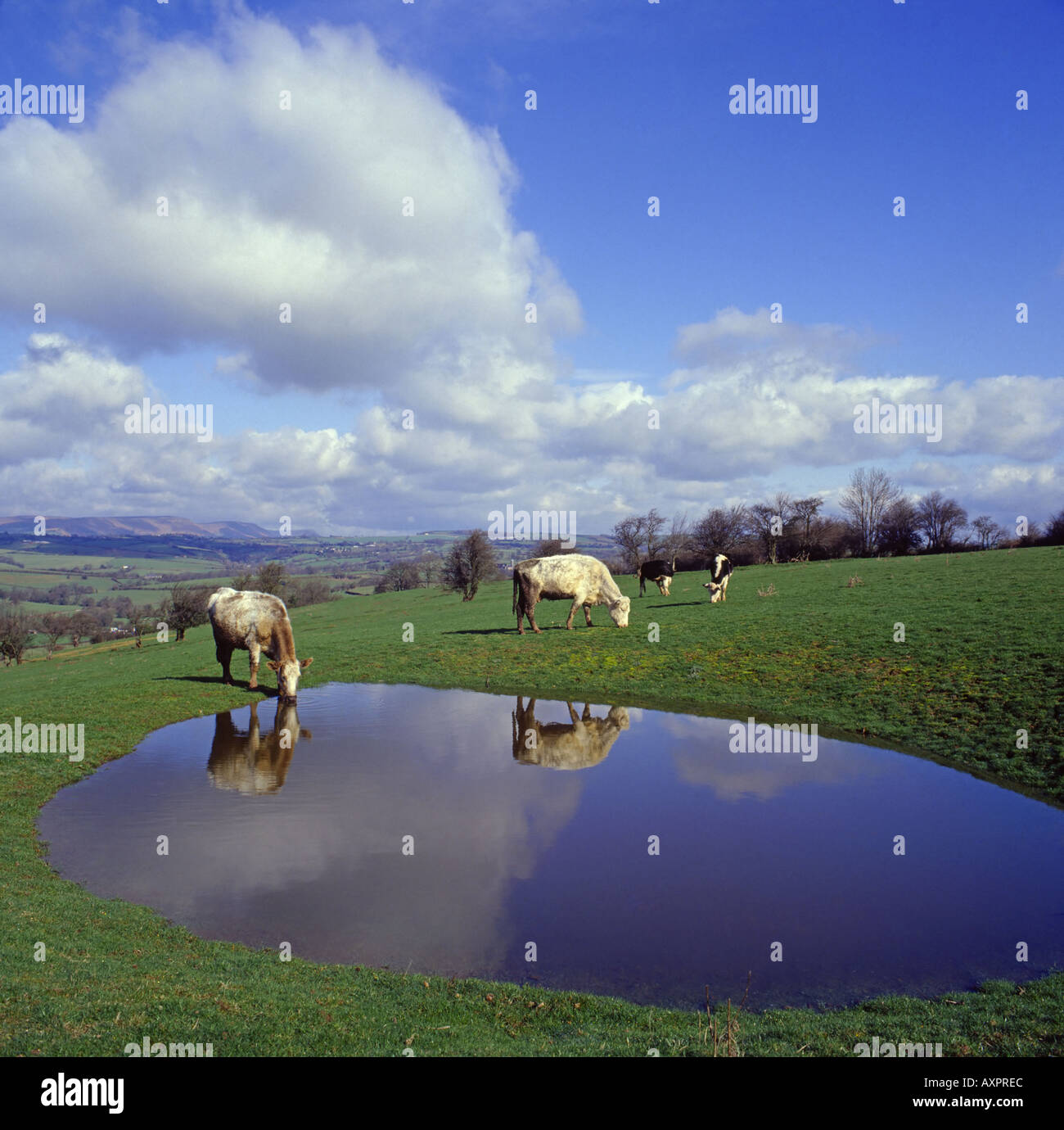 Cattle farming uk landscape hi-res stock photography and images - Alamy