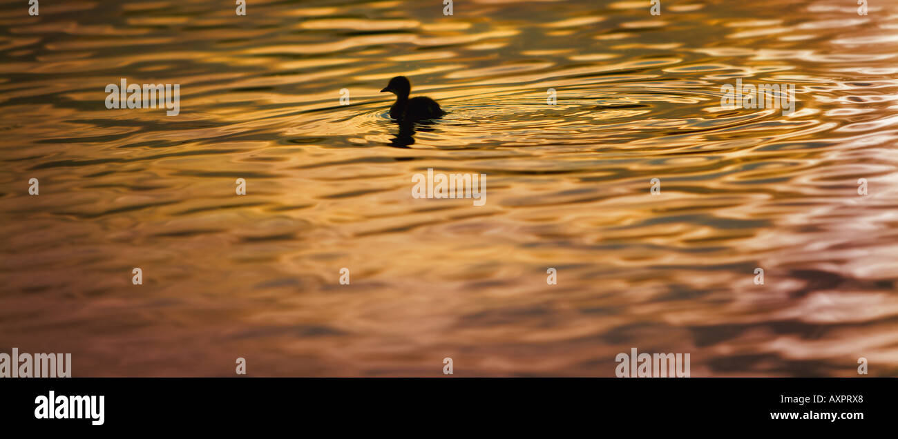 Duckling swimming at sunset Stock Photo - Alamy