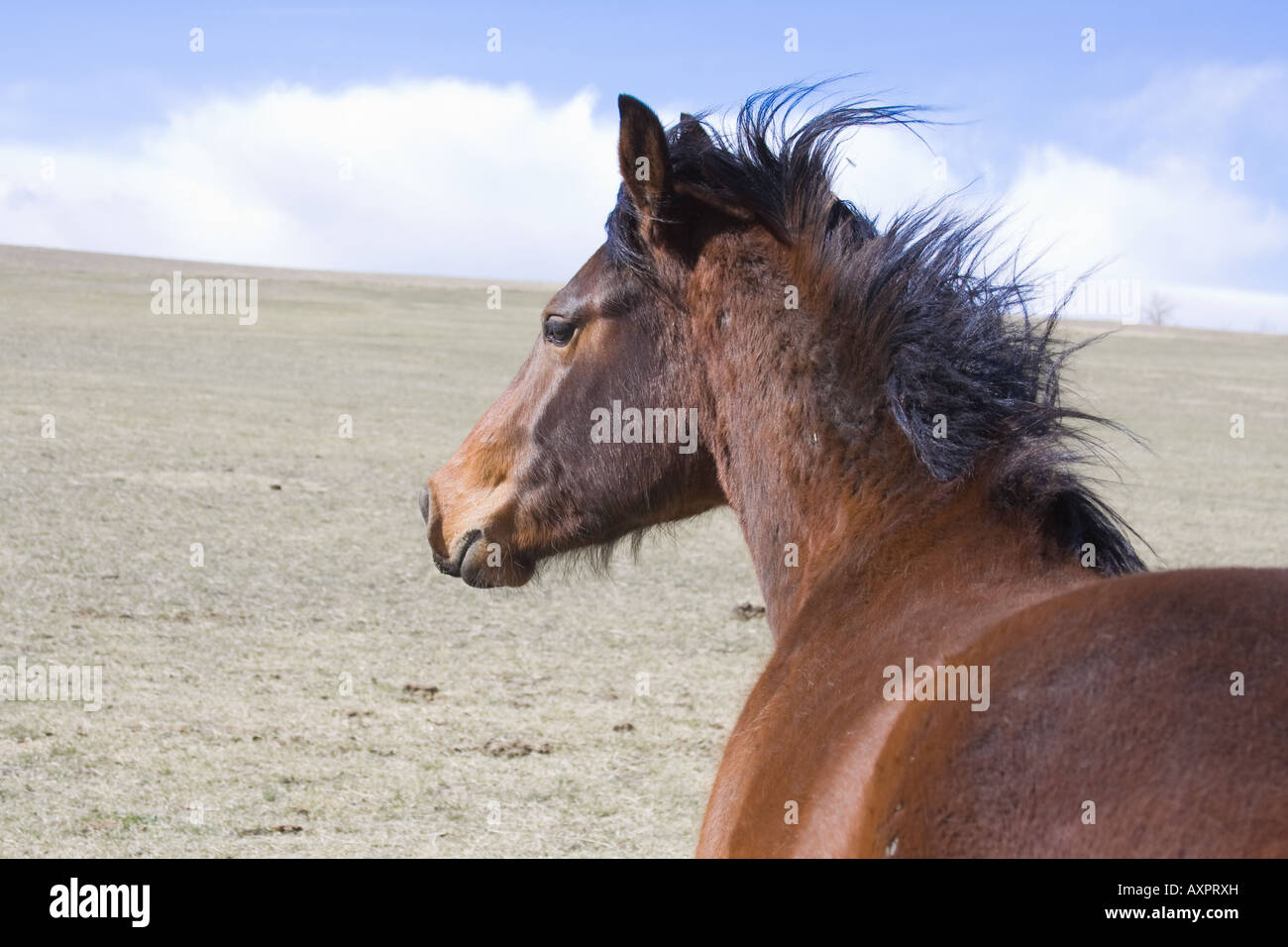 Into the wind Stock Photo - Alamy