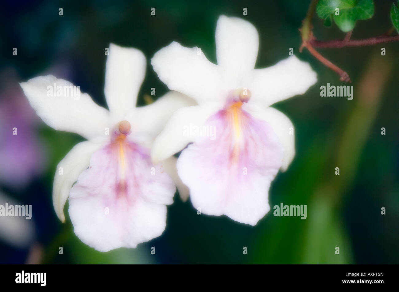 Miltonia Orchid Pair Stock Photo - Alamy