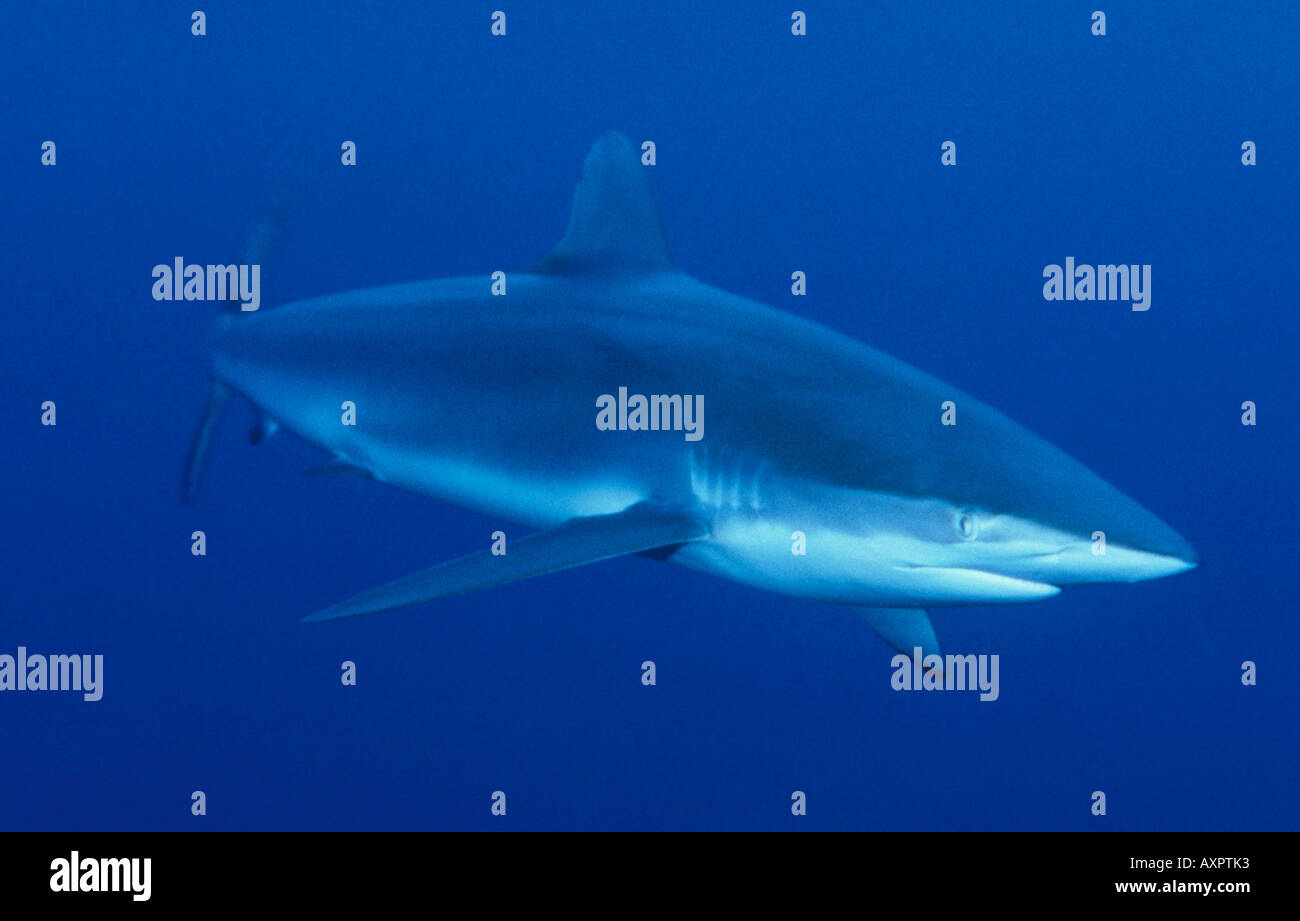 Bull shark hi-res stock photography and images - Alamy