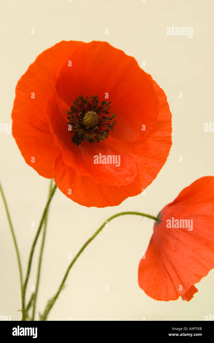 Wild red poppies Stock Photo - Alamy