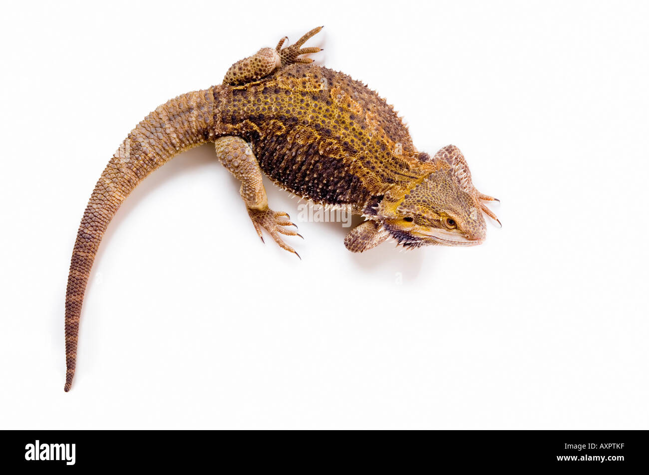 Bearded Dragon lizard Stock Photo - Alamy
