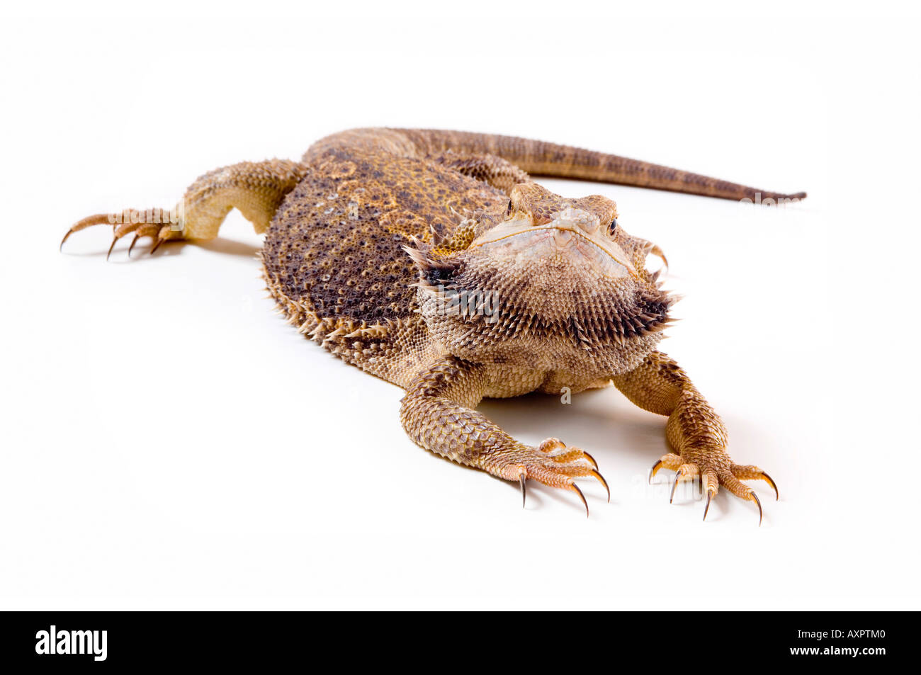 Bearded Dragon lizard Stock Photo - Alamy