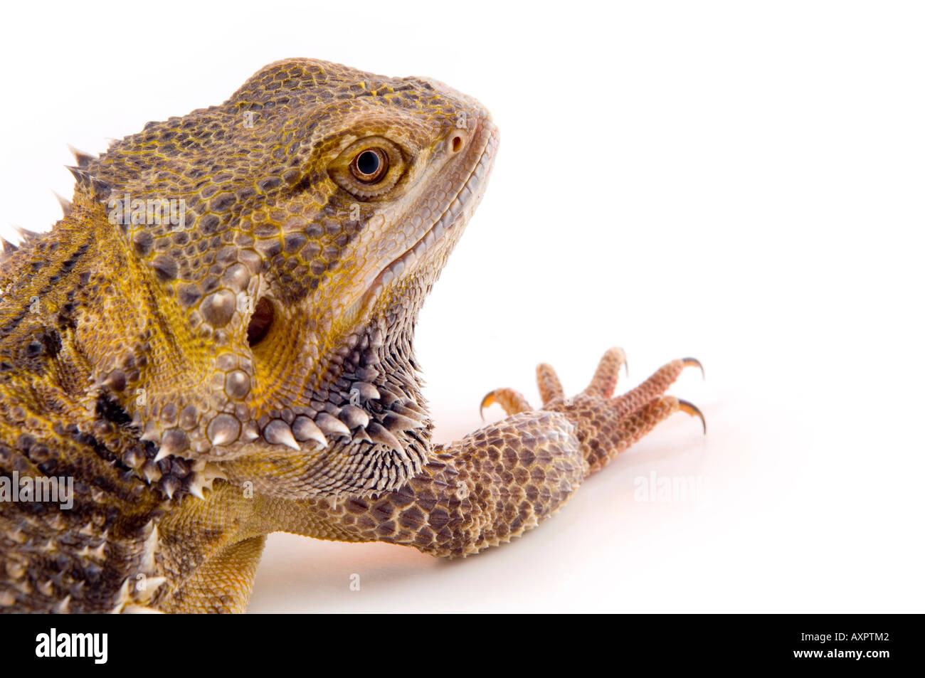 Bearded Dragon lizard face Stock Photo - Alamy