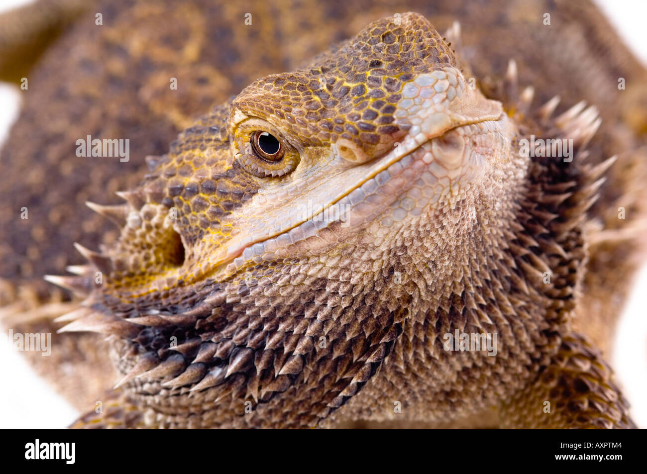 Bearded Dragon lizard close up Stock Photo - Alamy