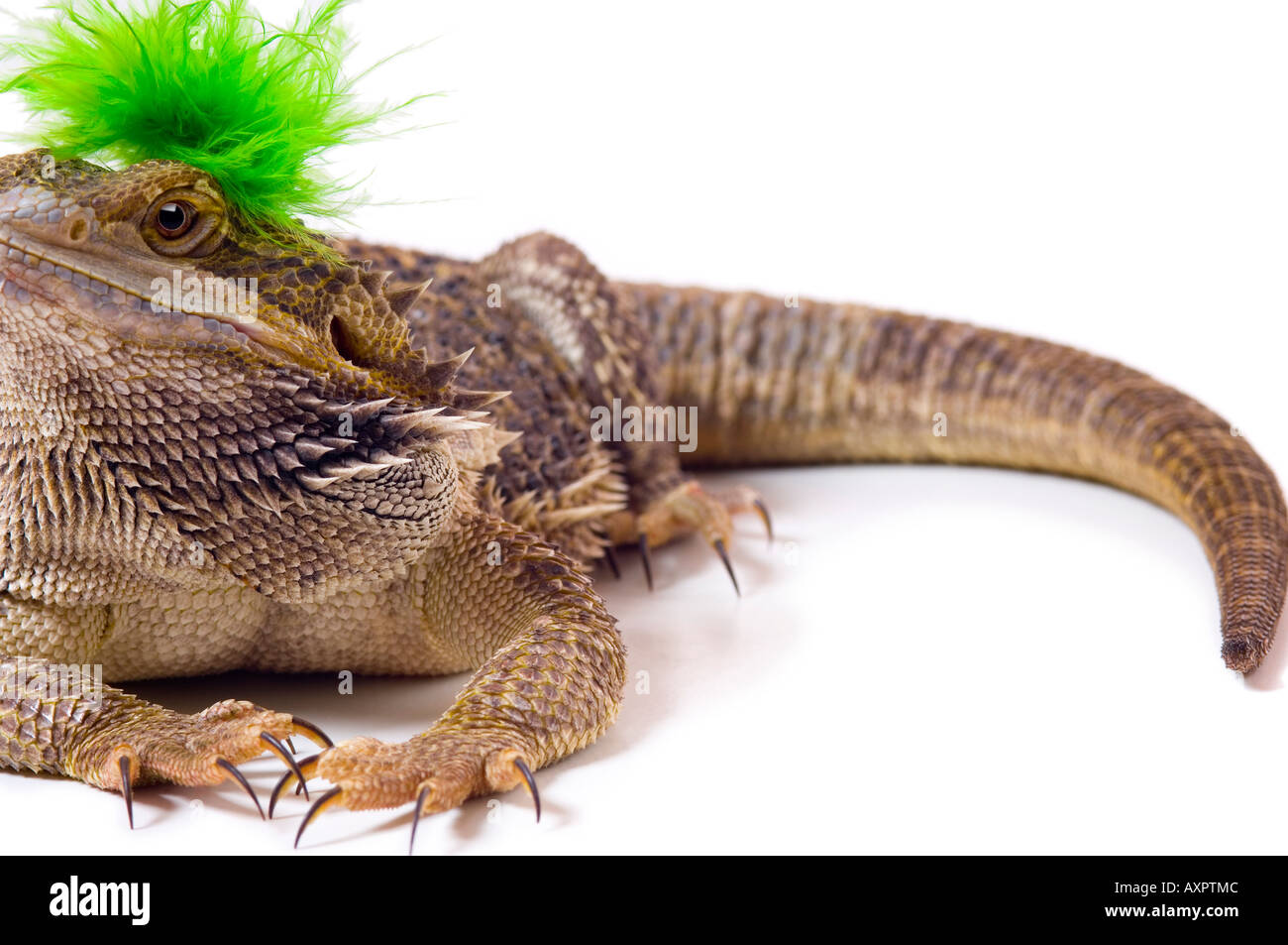 Bearded Dragon lizard with mohawk Stock Photo - Alamy