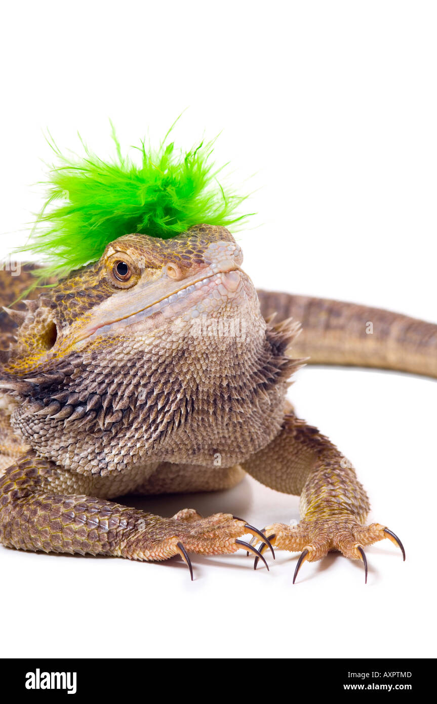 Bearded Dragon lizard with mohawk Stock Photo - Alamy