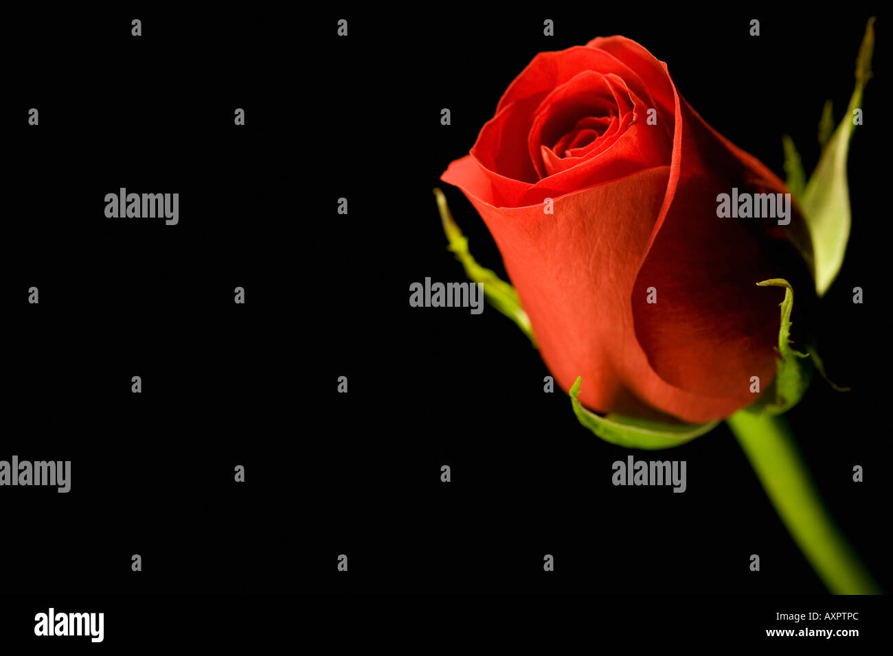 Single red rose Stock Photo - Alamy